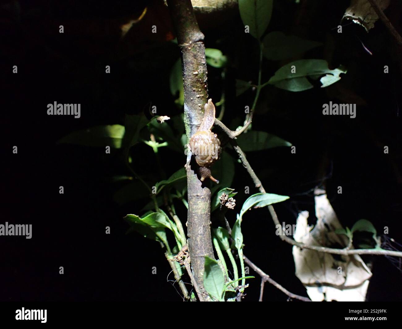Chameleon Semi-slug (Fastosarion brazieri Stock Photo - Alamy