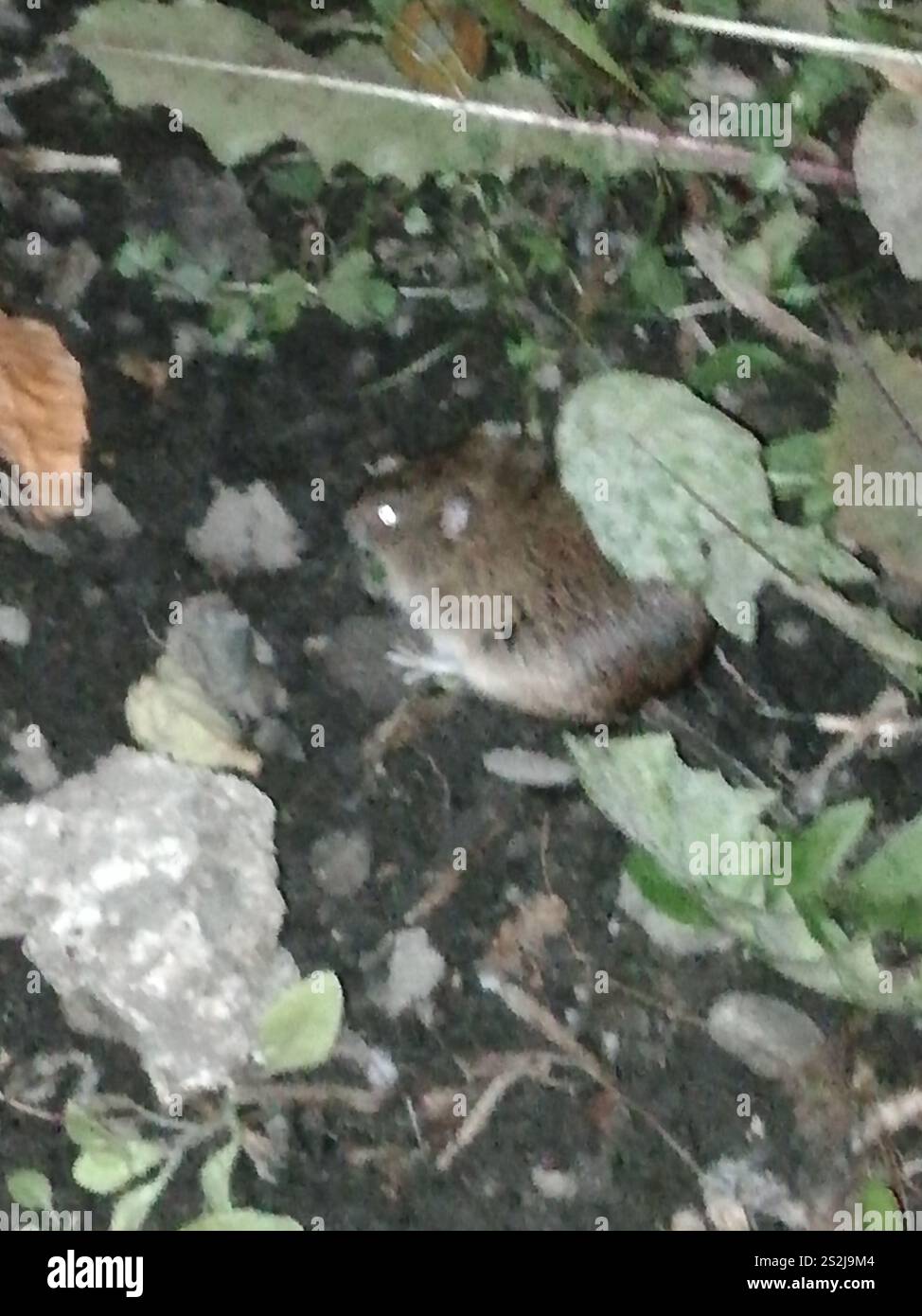 Mice, Rats, and Hamsters (Myomorpha Stock Photo - Alamy