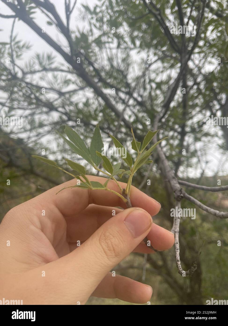 velvet ash (Fraxinus velutina Stock Photo - Alamy