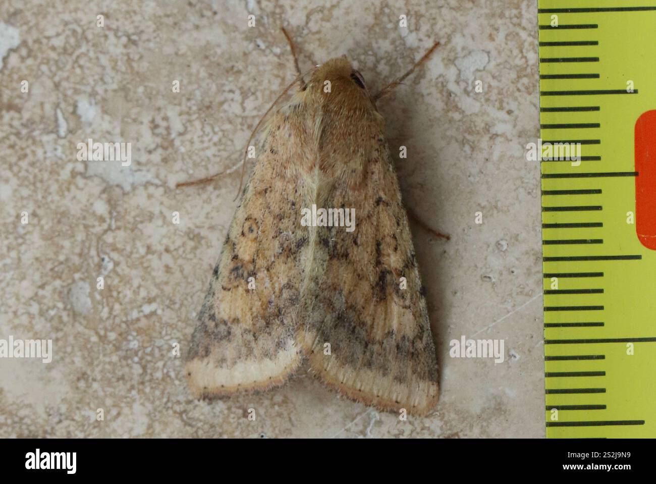 Cotton Bollworm Moth (Helicoverpa armigera Stock Photo - Alamy