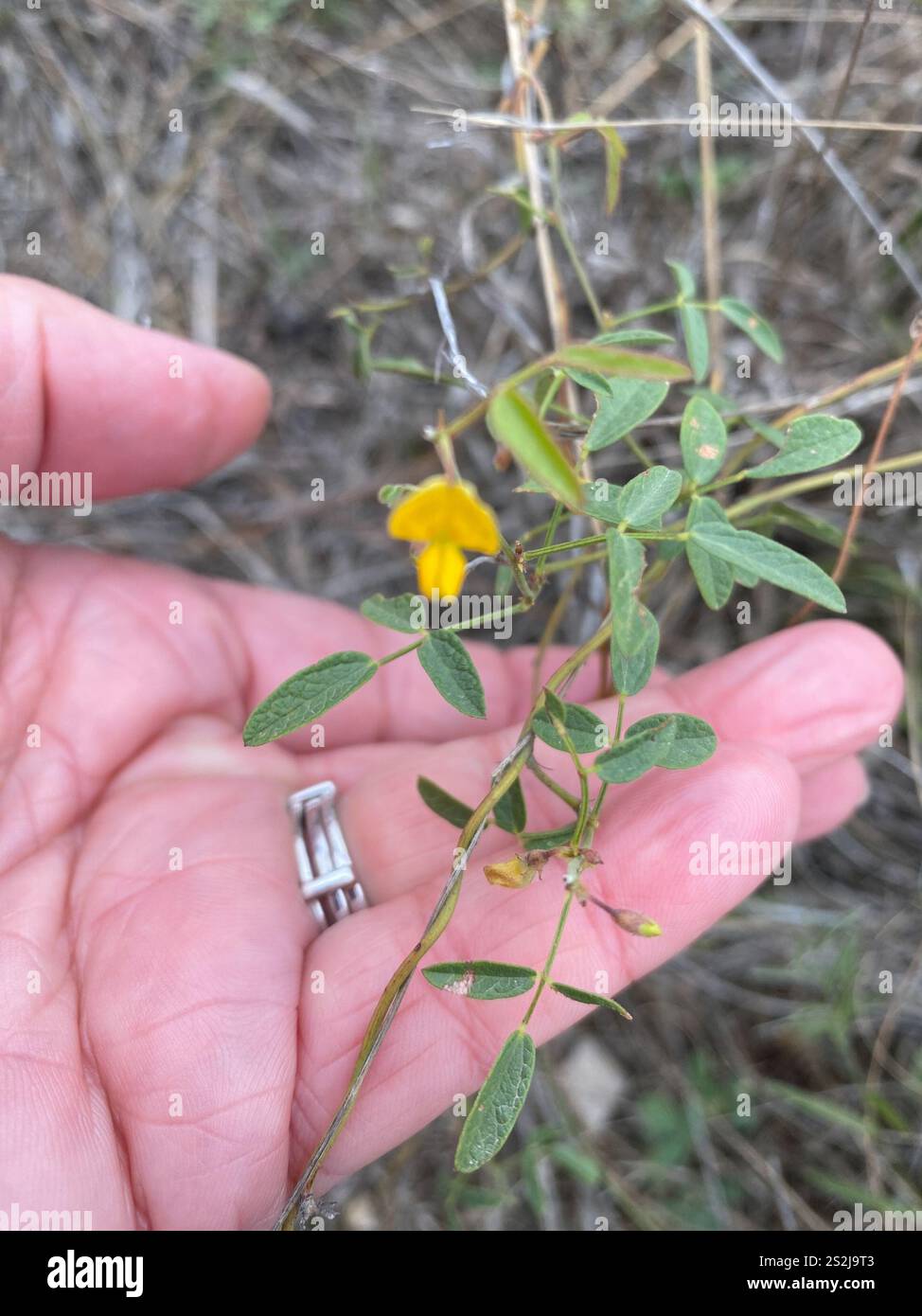 Texas Snoutbean (Rhynchosia senna Stock Photo - Alamy