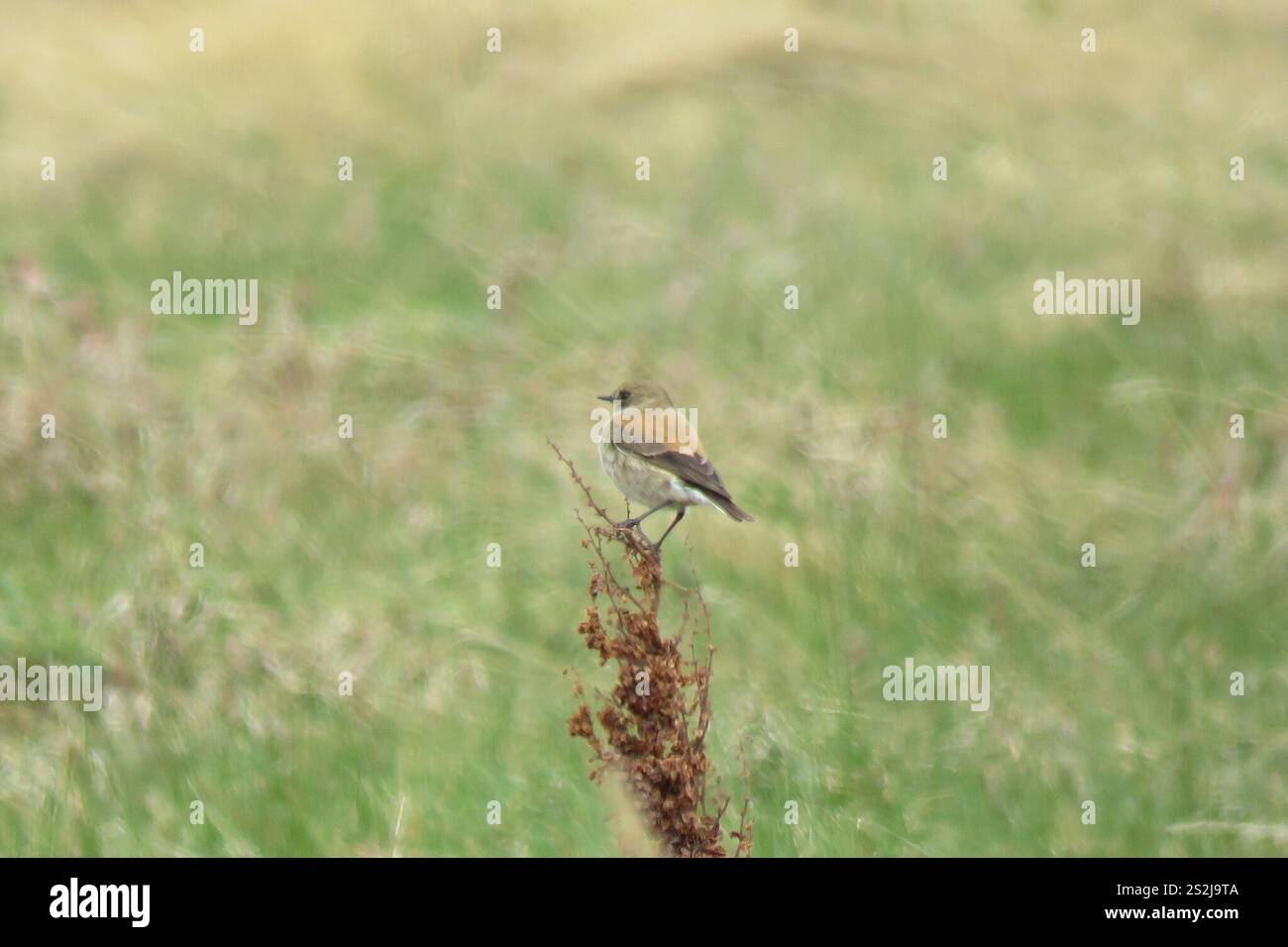 Austral Negrito (Lessonia rufa Stock Photo - Alamy