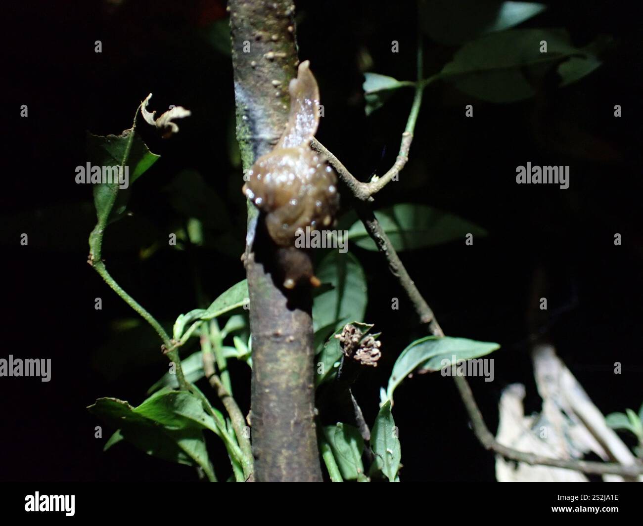 Chameleon Semi-slug (Fastosarion brazieri Stock Photo - Alamy