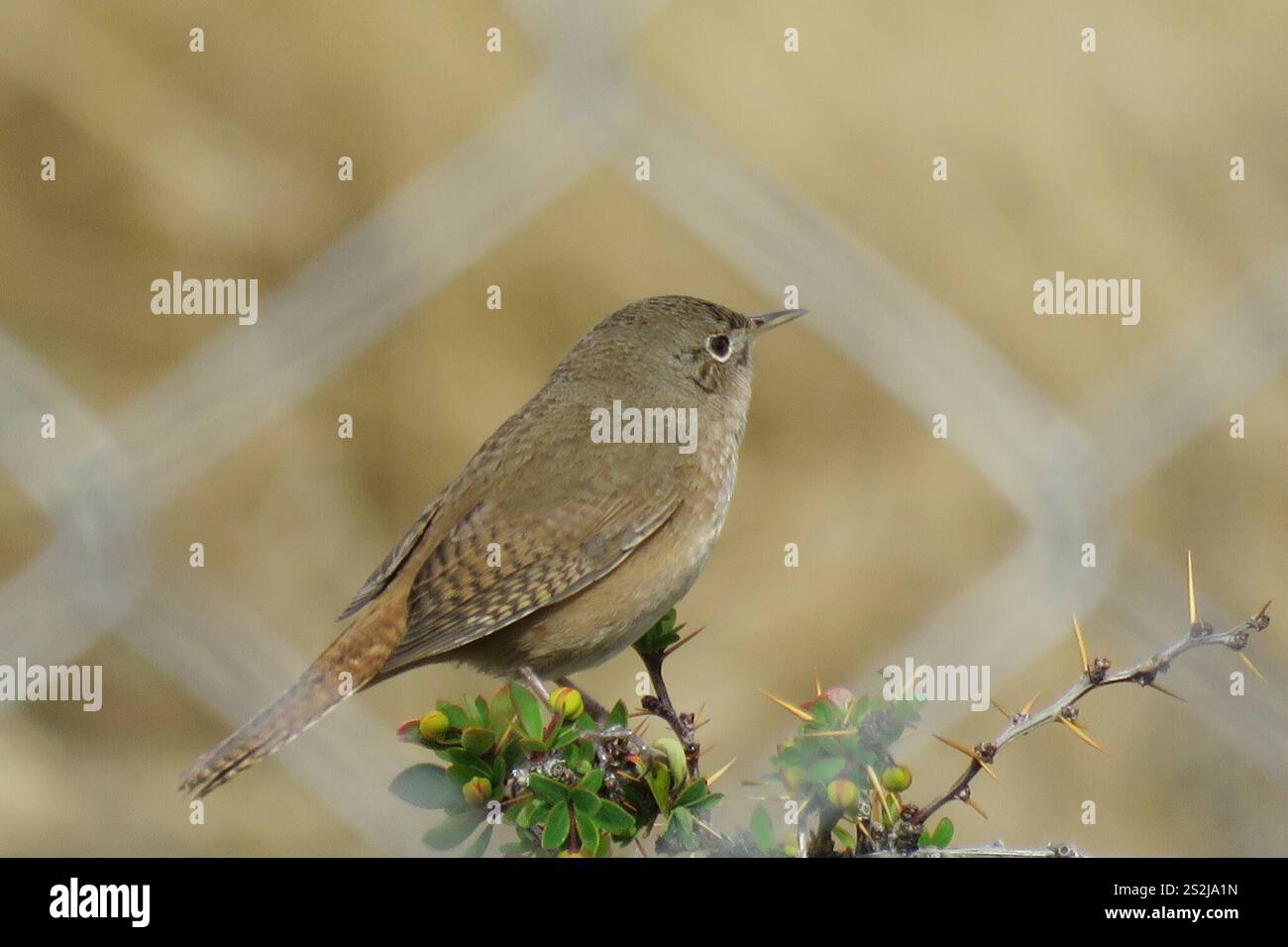 Southern House Wren (Troglodytes musculus Stock Photo - Alamy