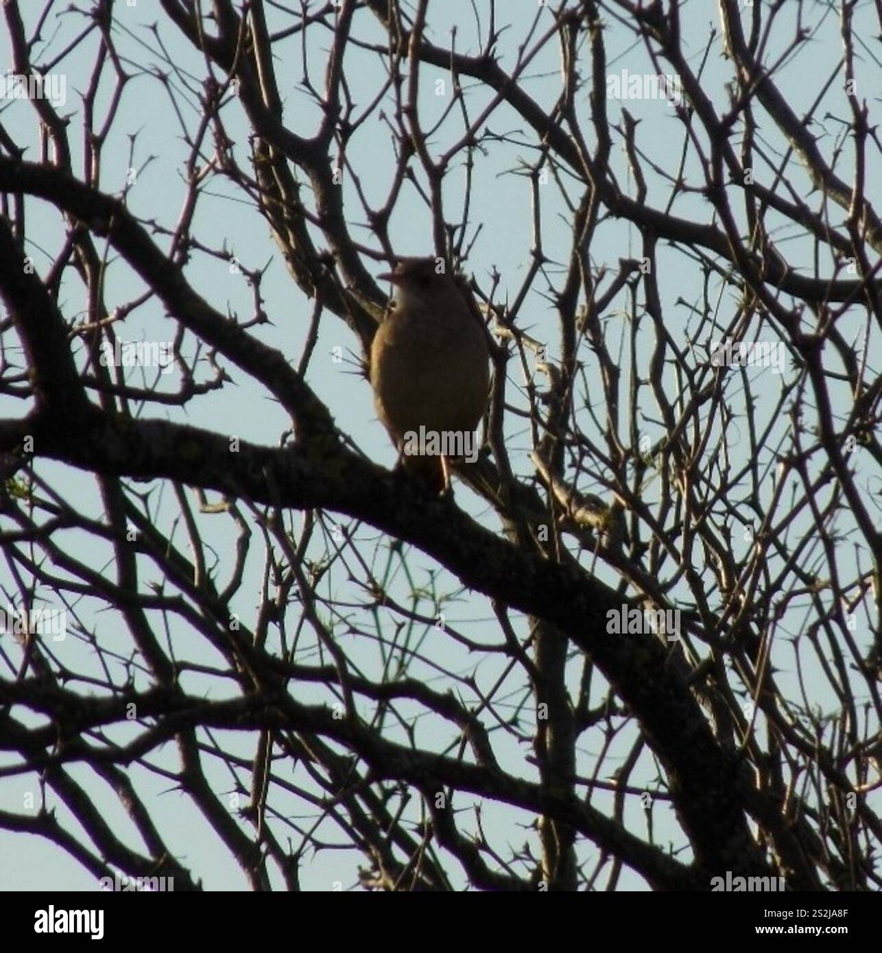 Rufous Hornero (Furnarius rufus Stock Photo - Alamy