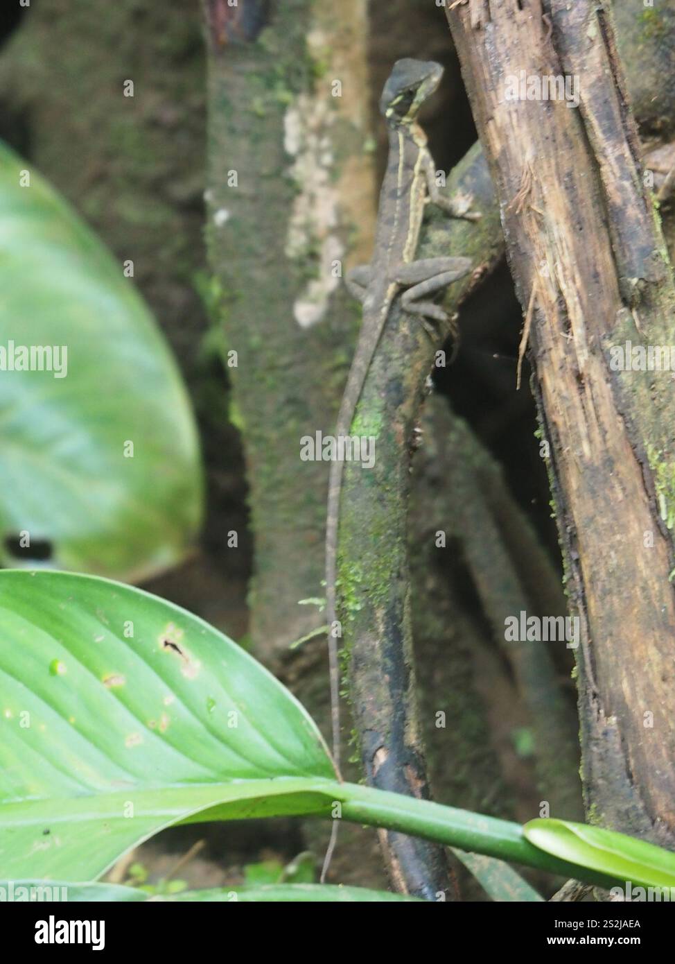 Common Basilisk (Basiliscus basiliscus Stock Photo - Alamy