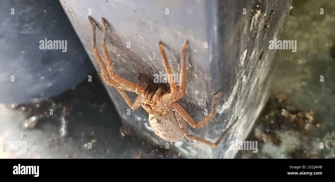 Giant Huntsman Spiders (Heteropoda Stock Photo - Alamy