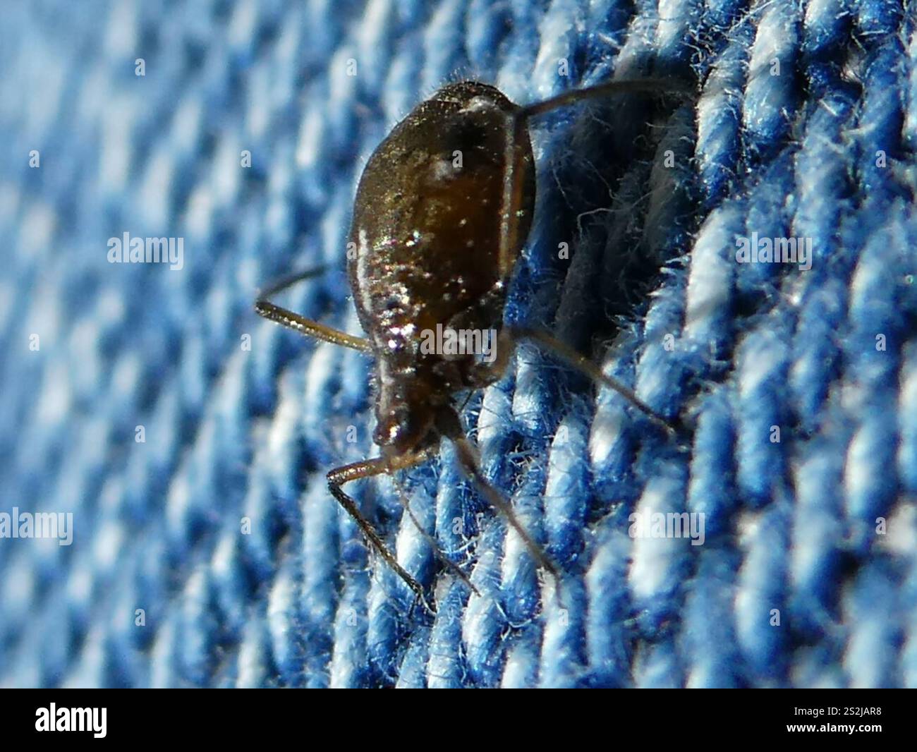 Giant Conifer Aphids (Cinara Stock Photo - Alamy