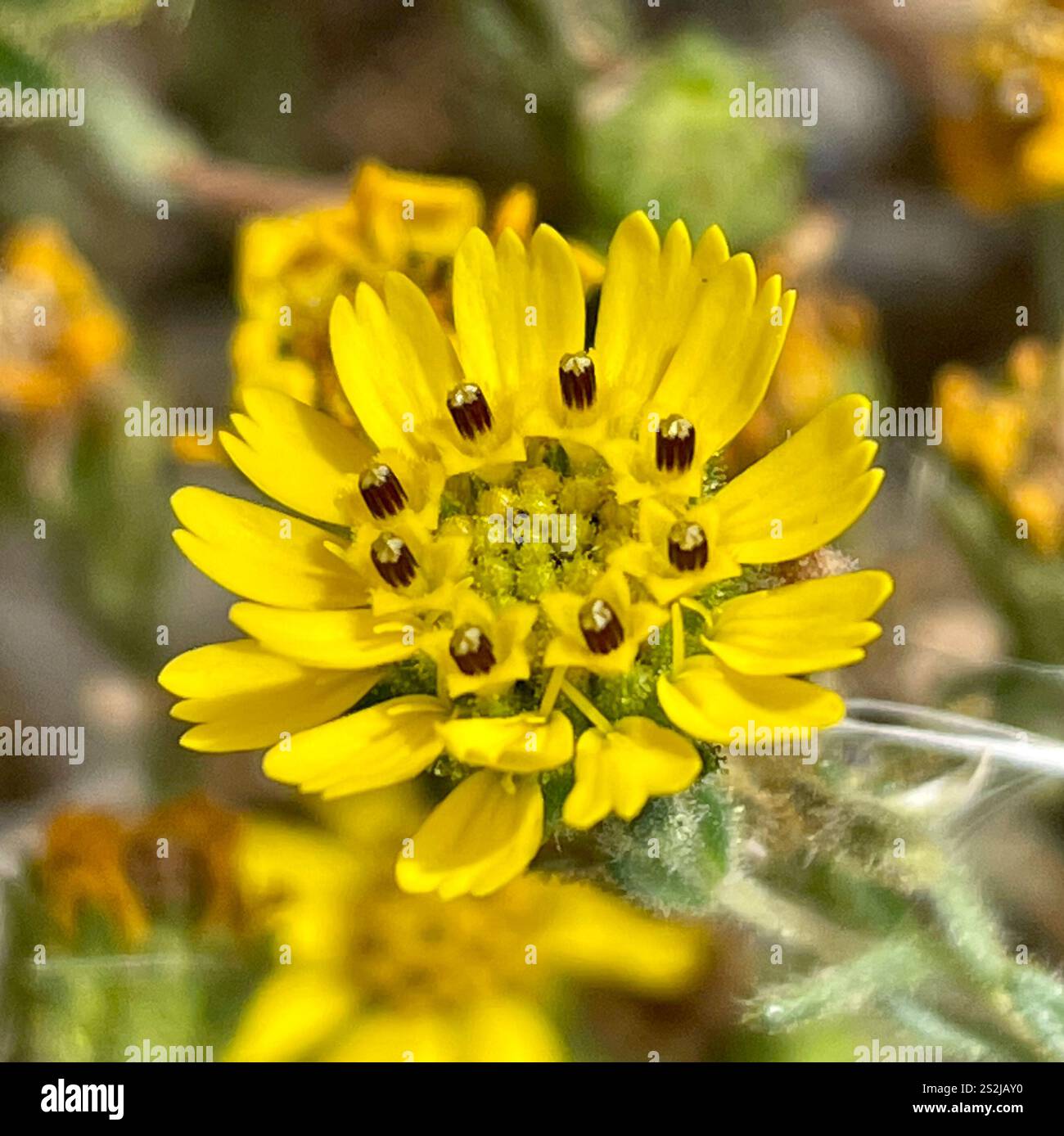 Coastal Tarweed (Deinandra corymbosa Stock Photo - Alamy