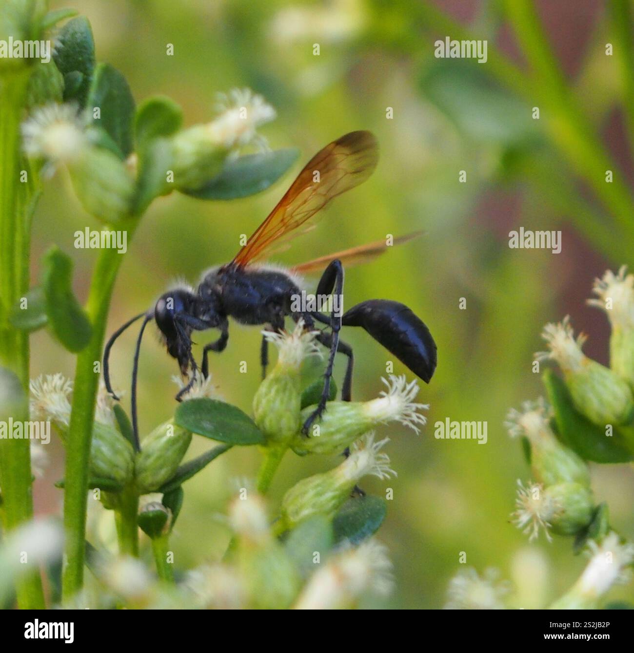 Mexican Grass-carrying Wasp (Isodontia mexicana Stock Photo - Alamy
