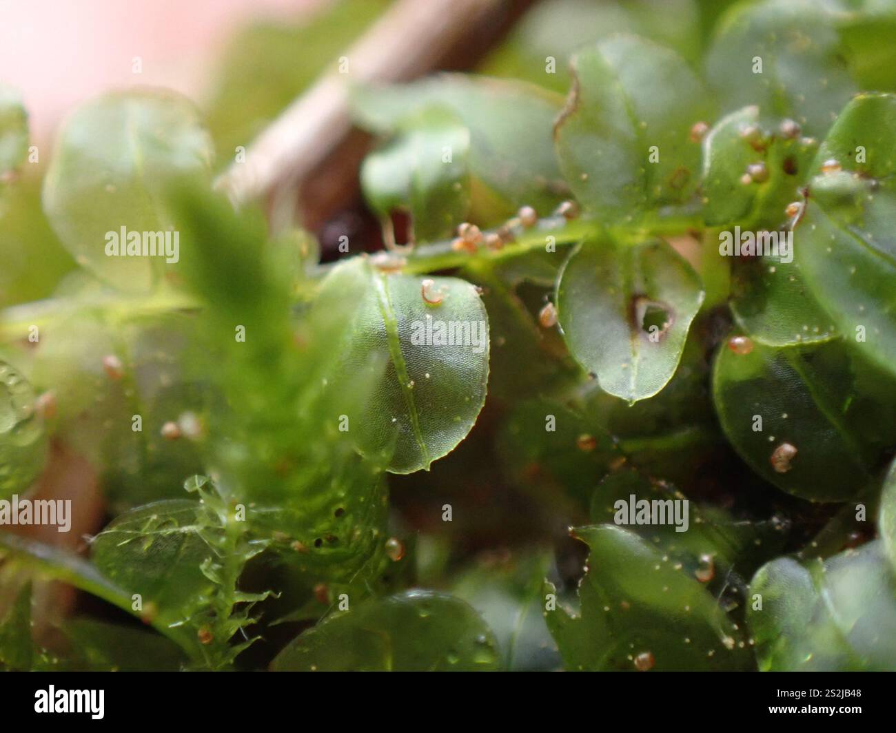 Long-beaked Thyme-moss (Plagiomnium rostratum Stock Photo - Alamy