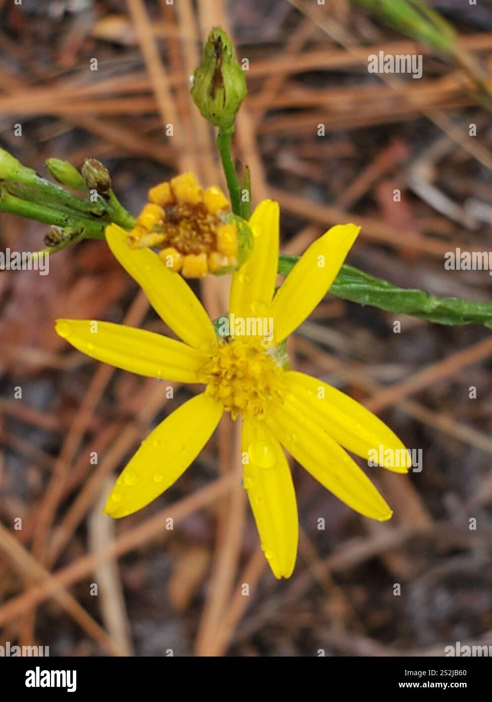 Pineland Silkgrass (Pityopsis aspera Stock Photo - Alamy