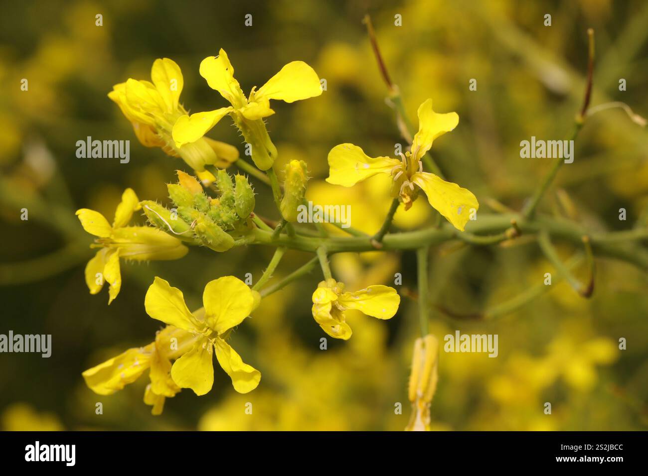 Mediterranean Radish (Raphanus raphanistrum landra Stock Photo - Alamy
