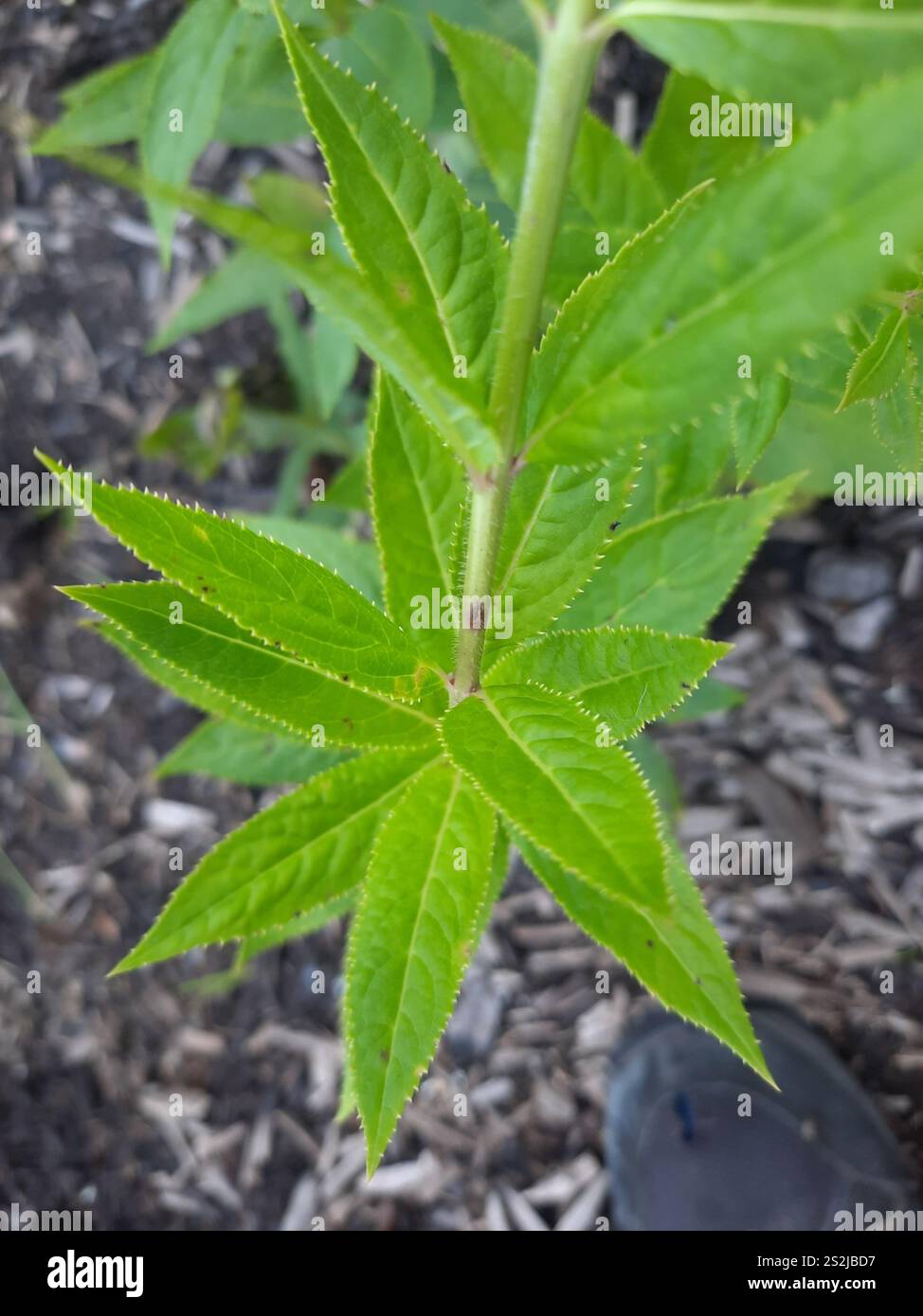 Culver's root (Veronicastrum virginicum Stock Photo - Alamy
