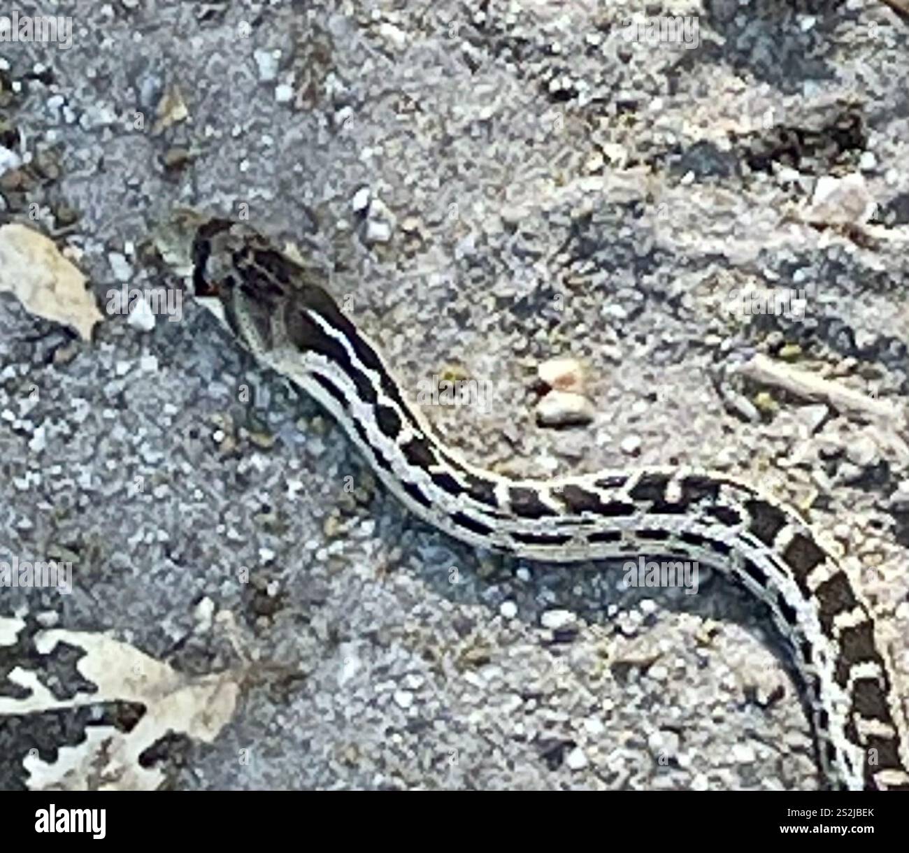 Pacific Gopher Snake (Pituophis catenifer catenifer Stock Photo - Alamy