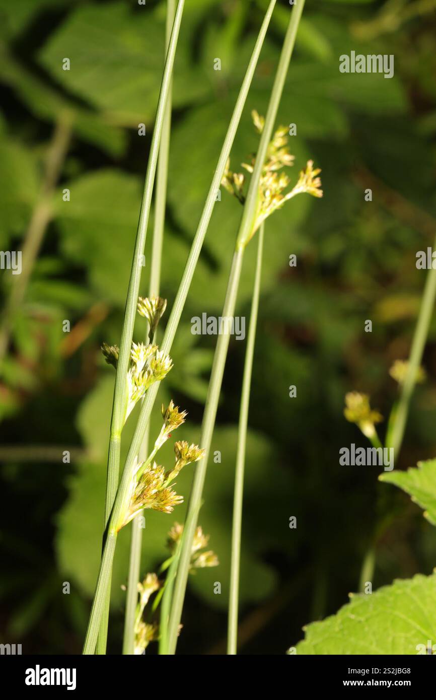 Hard Rush (Juncus inflexus Stock Photo - Alamy