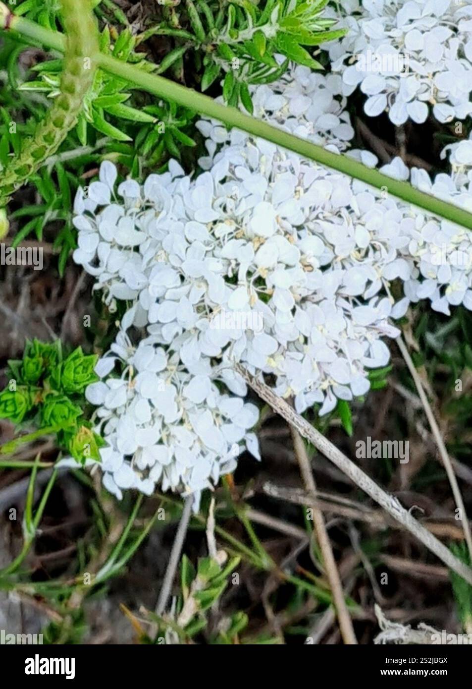 Hairy Plampers (Corymbium villosum Stock Photo - Alamy