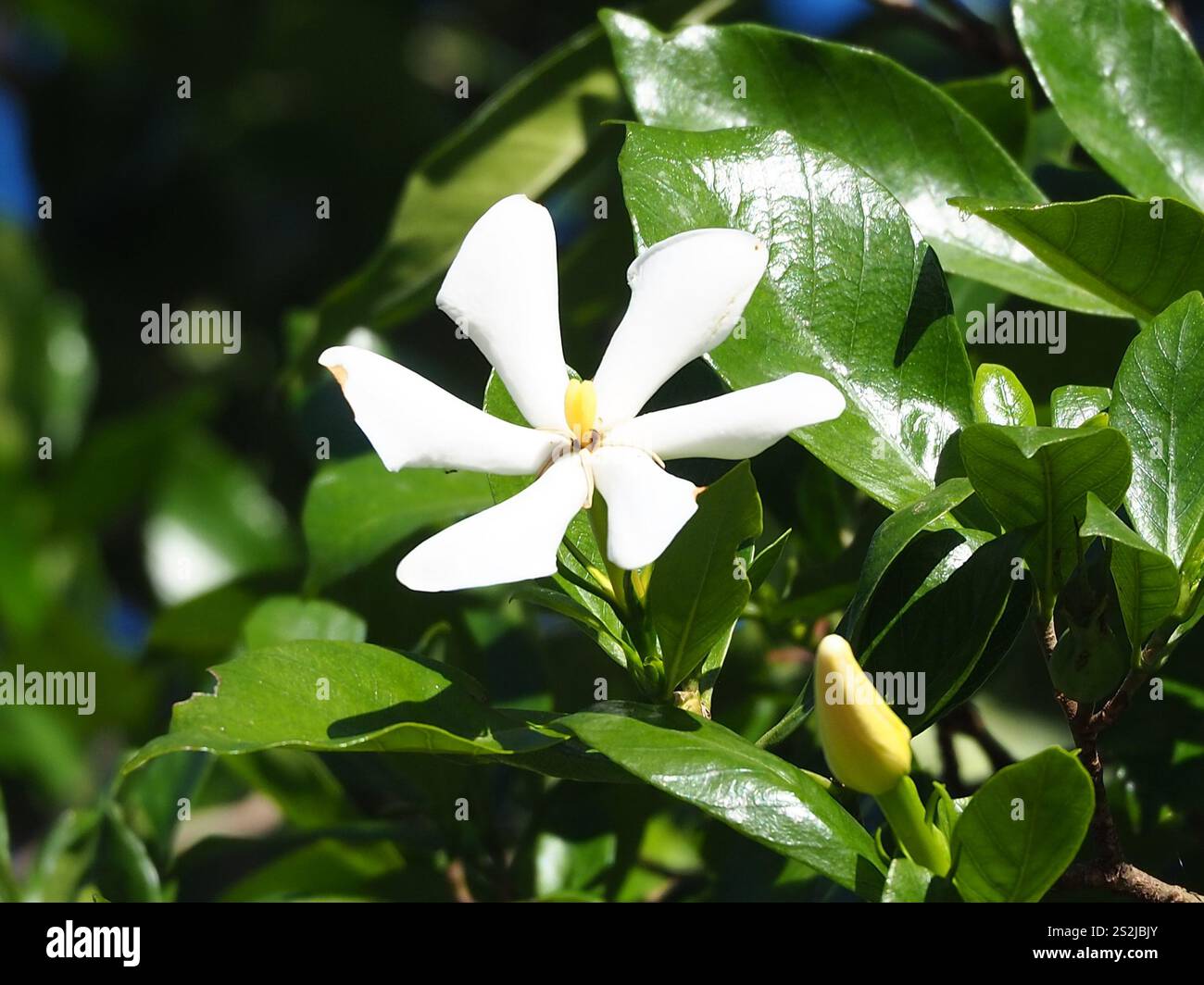 common gardenia (Gardenia jasminoides Stock Photo - Alamy