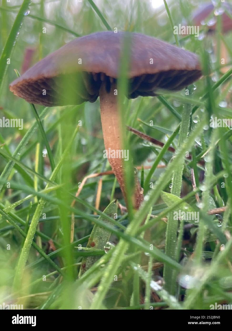 Mower's Mushroom (Panaeolus foenisecii Stock Photo - Alamy