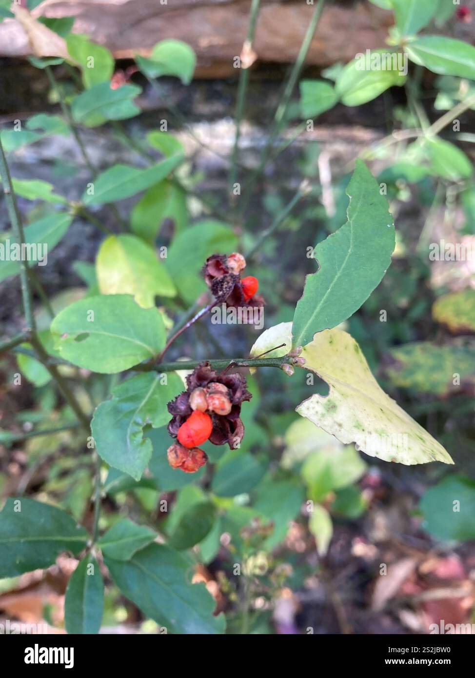 strawberry bush (Euonymus americanus Stock Photo - Alamy