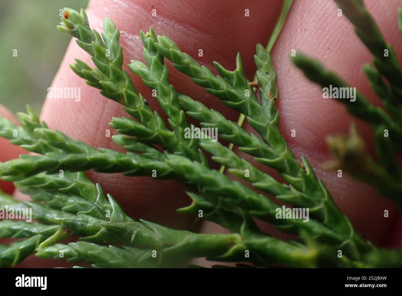Alaska yellow cedar (Callitropsis nootkatensis Stock Photo - Alamy