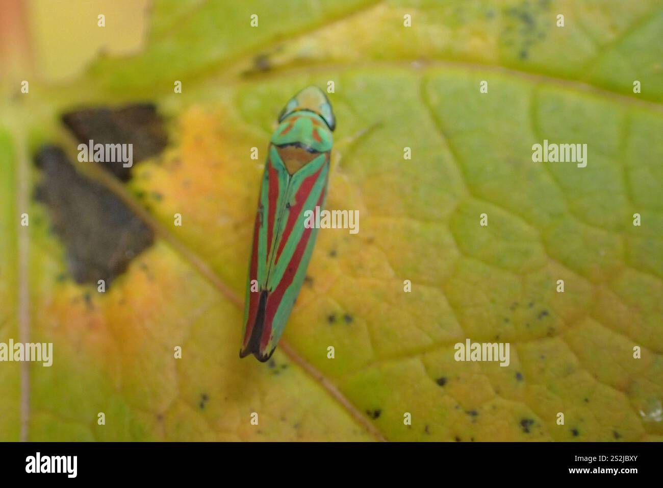 Red-banded Leafhopper (Graphocephala coccinea Stock Photo - Alamy