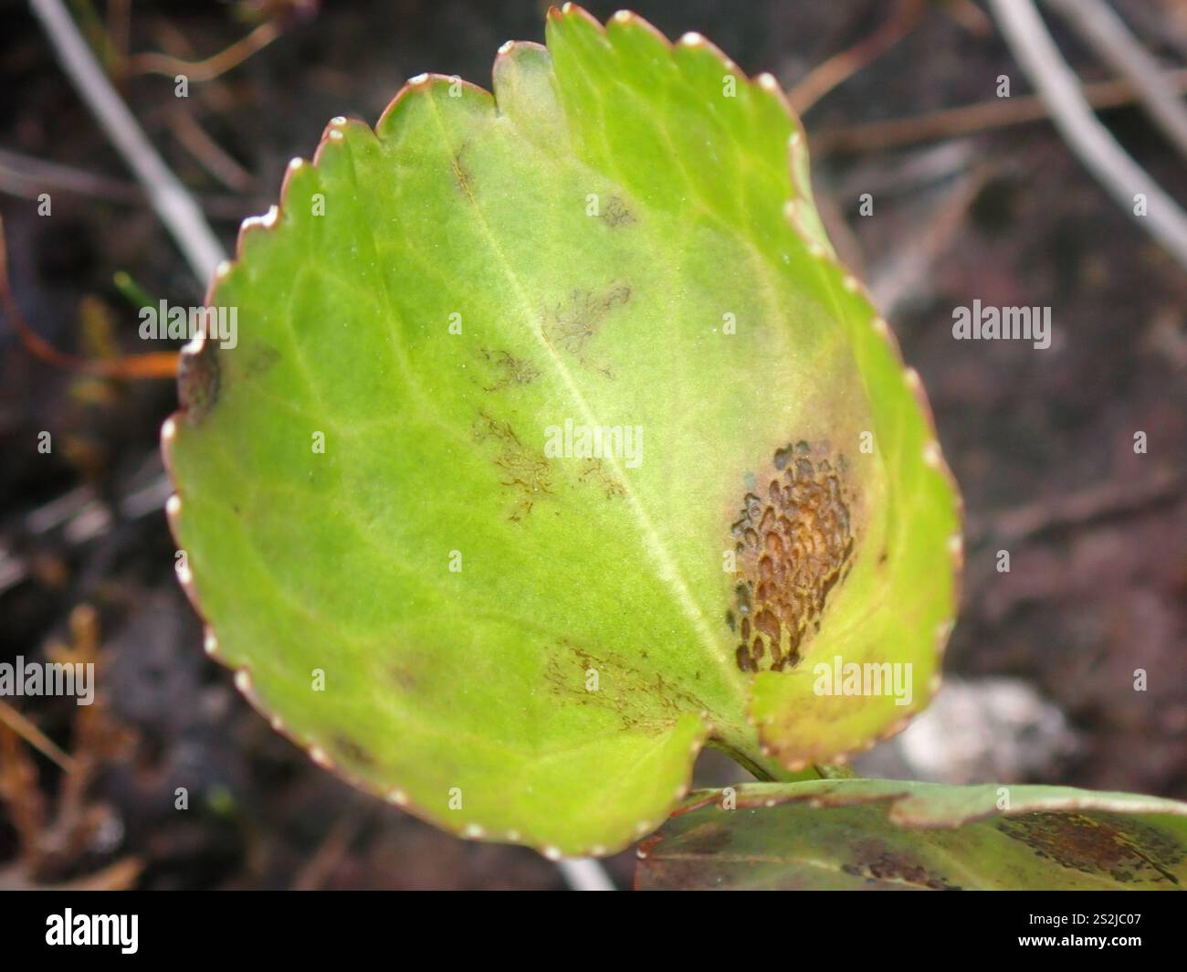 Deer-cabbage (Nephrophyllidium crista-galli Stock Photo - Alamy