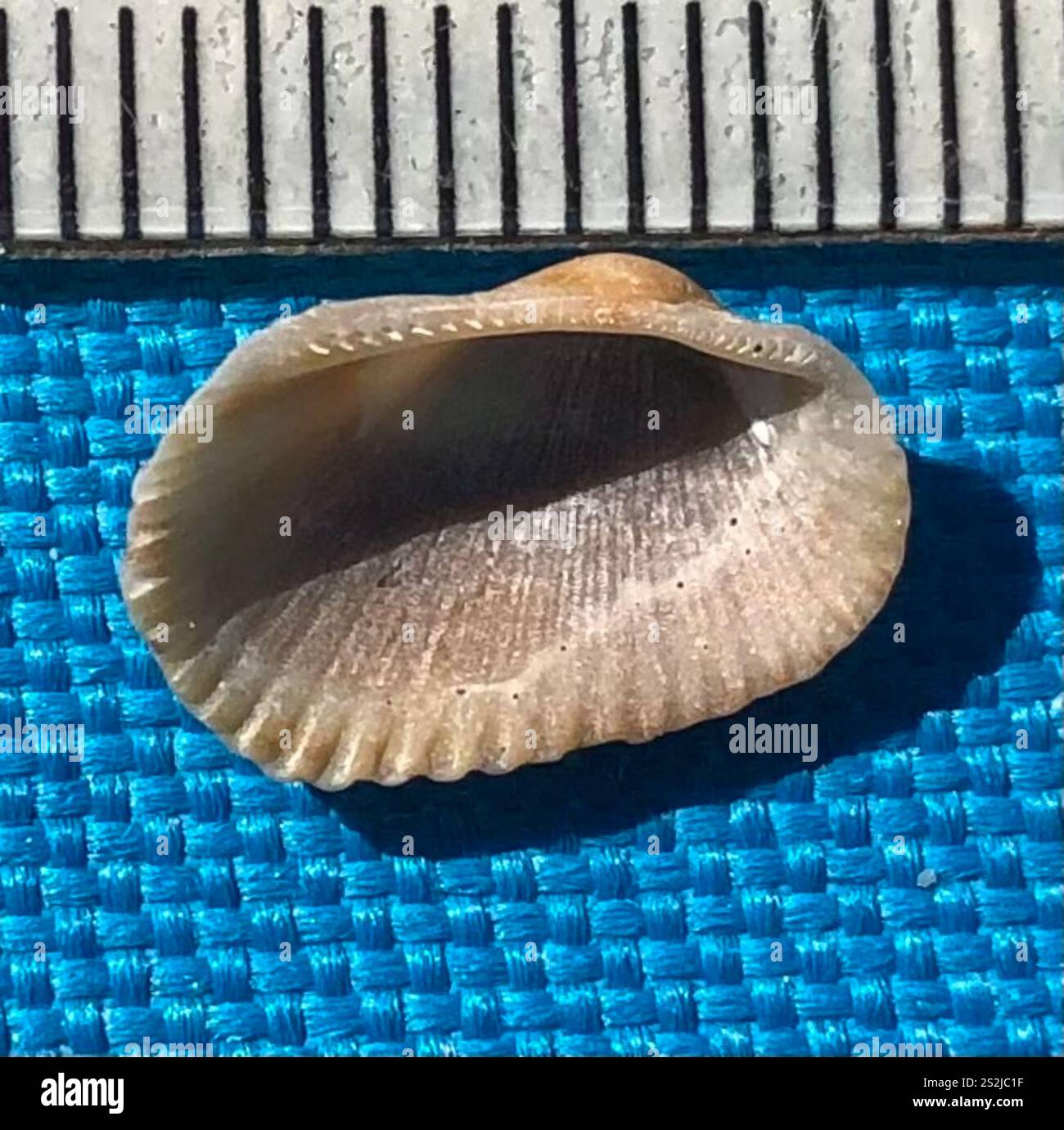 Transverse Ark (Anadara transversa Stock Photo - Alamy