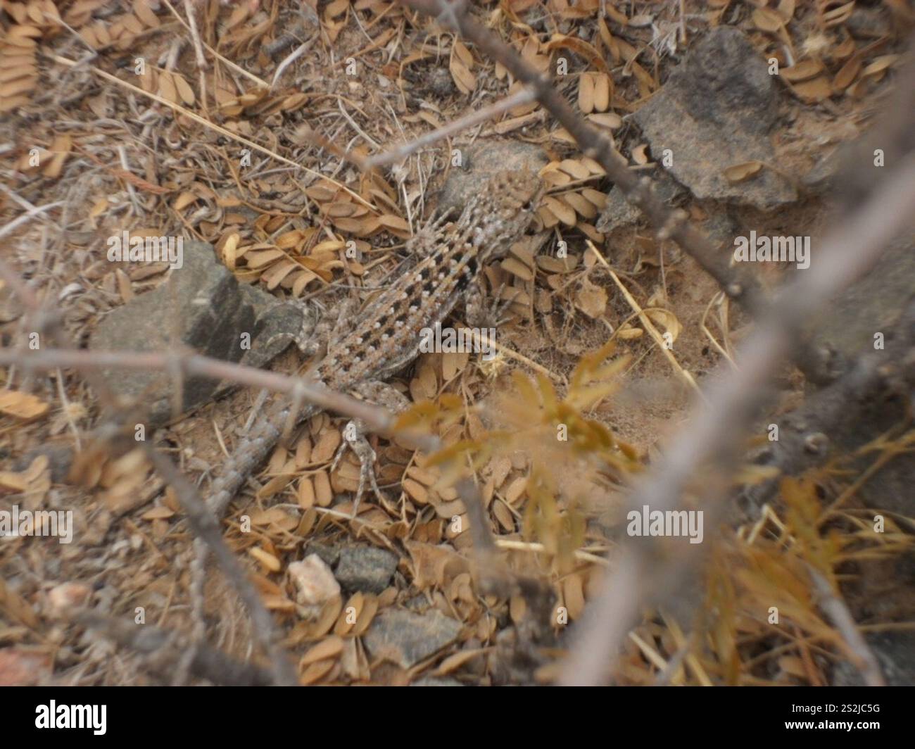 Bahia Blanca Smooth-throated Lizard (Liolaemus darwinii Stock Photo - Alamy