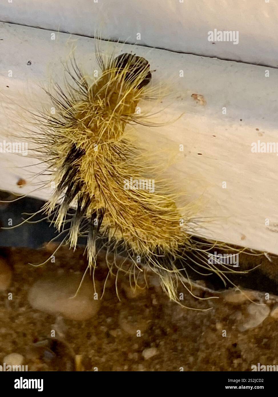 Hackberry Dagger (Acronicta rubricoma Stock Photo - Alamy