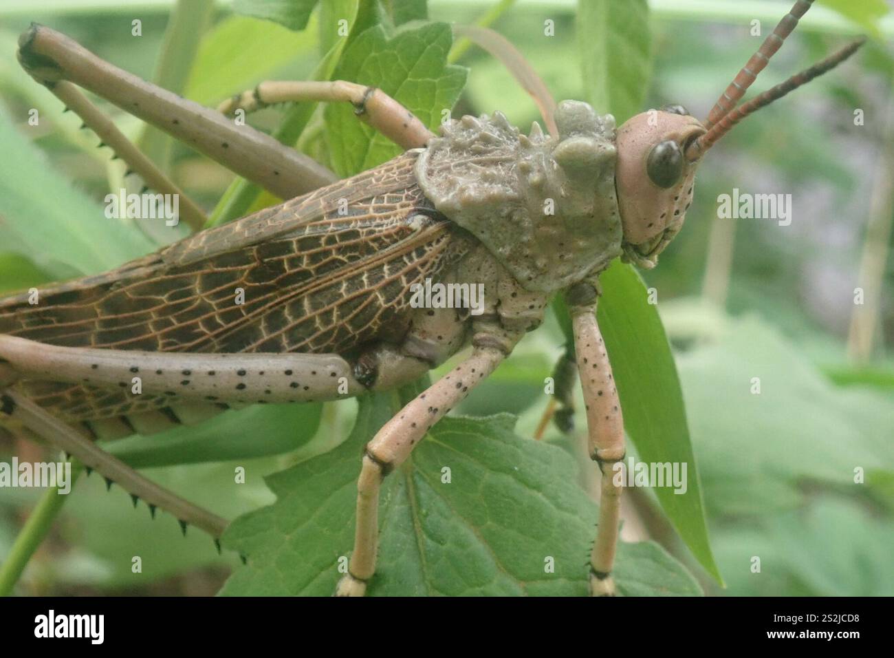 Leprous Milkweed Locust (Phymateus leprosus Stock Photo - Alamy