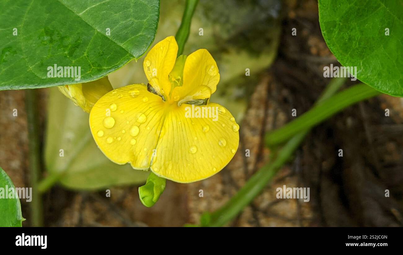 beach pea (Vigna marina Stock Photo - Alamy