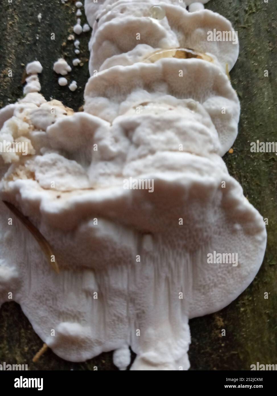 serried porecrust (Fomitopsis serialis Stock Photo - Alamy