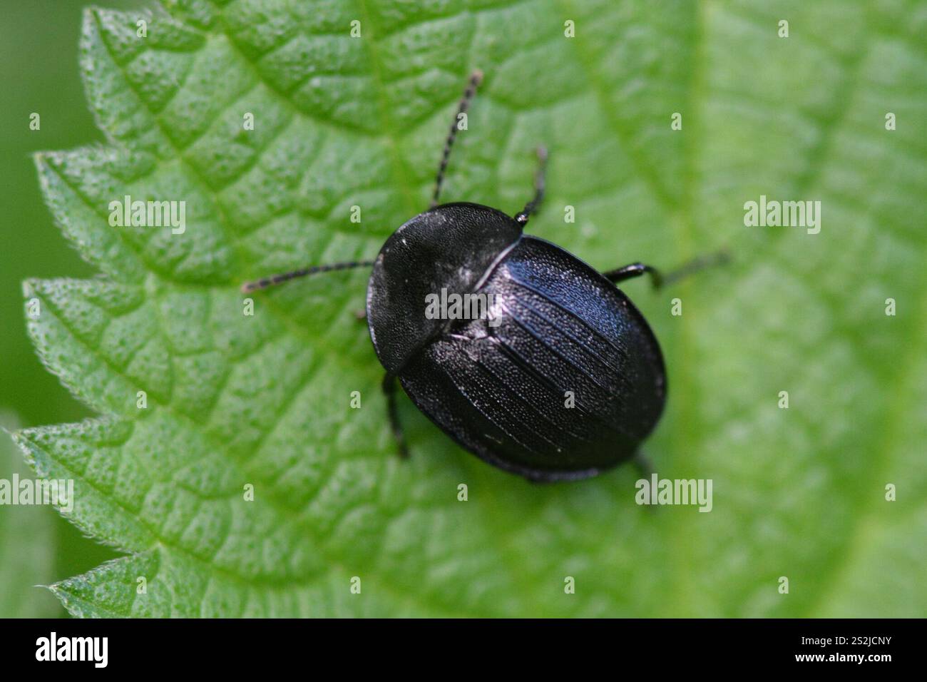 Black snail beetle (Phosphuga atrata Stock Photo - Alamy