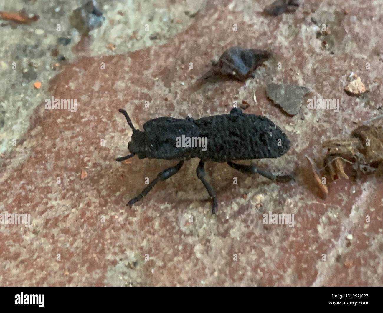 Diabolical Ironclad Beetle (Phloeodes diabolicus Stock Photo - Alamy