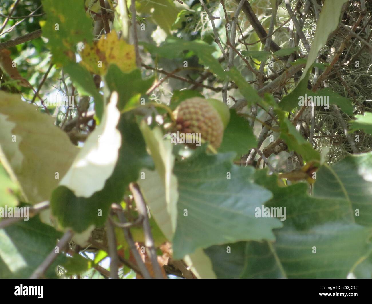 swamp chestnut oak (Quercus michauxii Stock Photo - Alamy