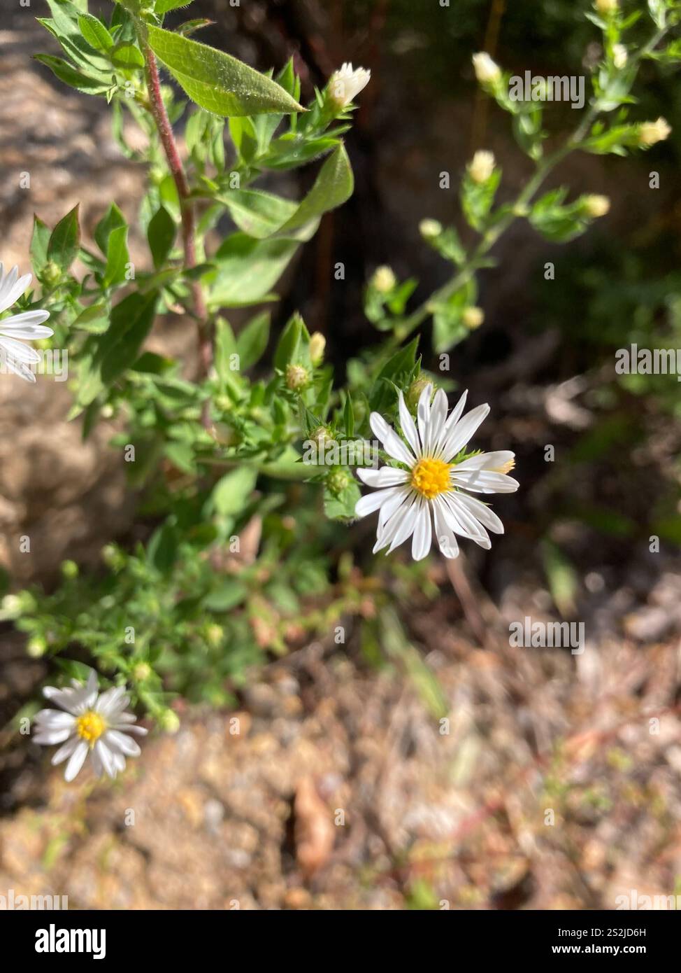 bushy, eastern, heart-leaved, and old field asters (Symphyotrichum ...