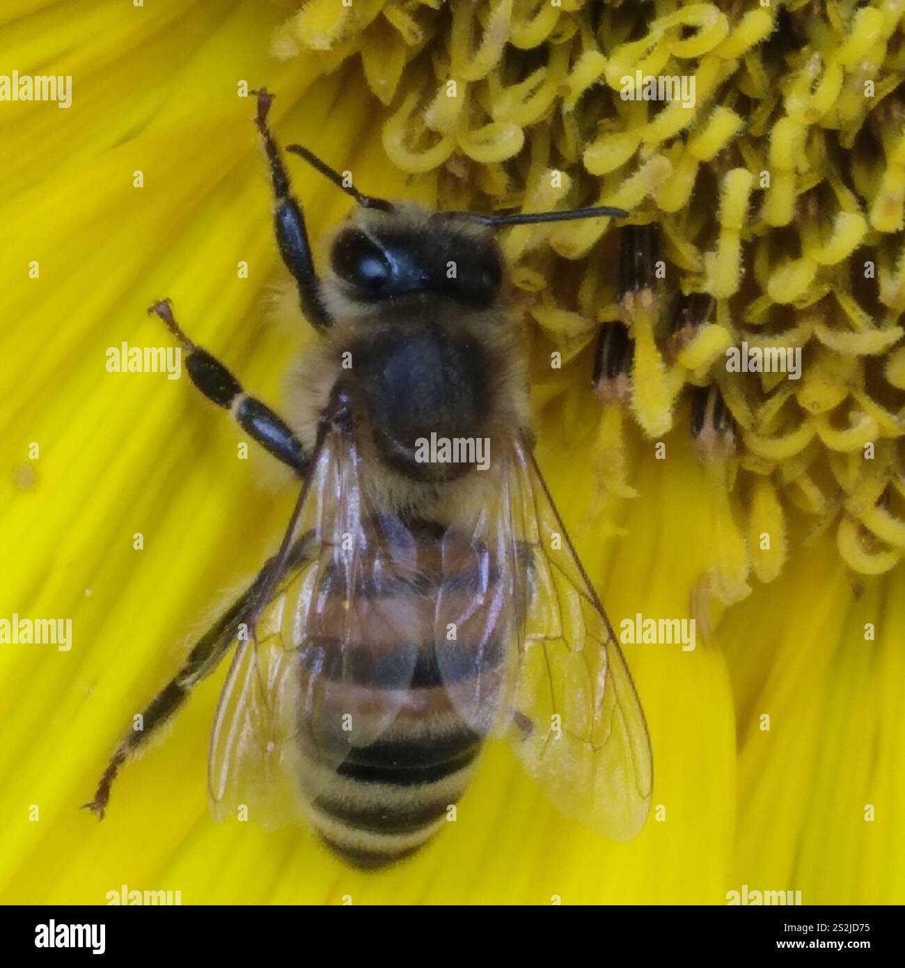 Western Honey Bee (Apis mellifera Stock Photo - Alamy