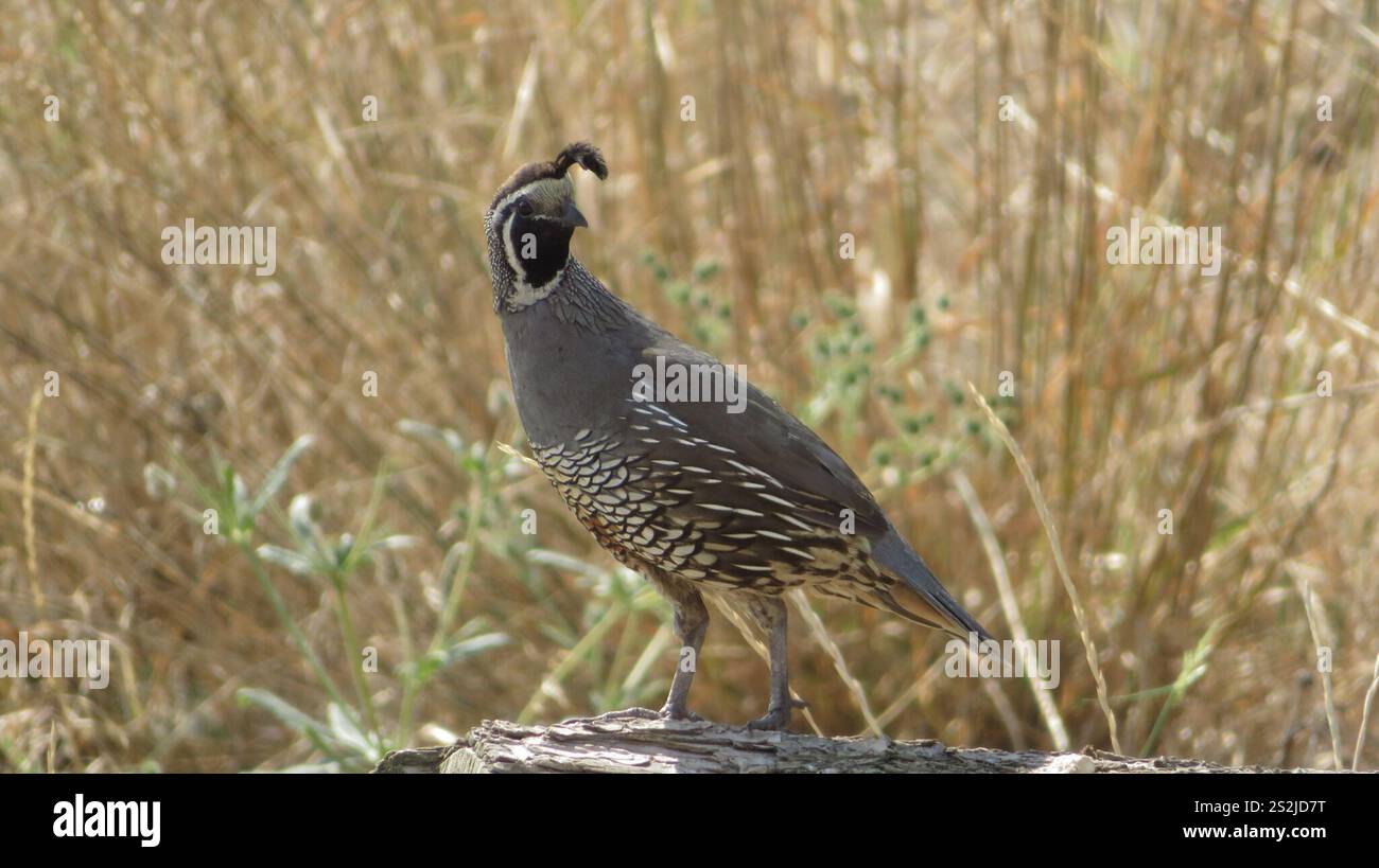 California Quail (Callipepla californica Stock Photo - Alamy