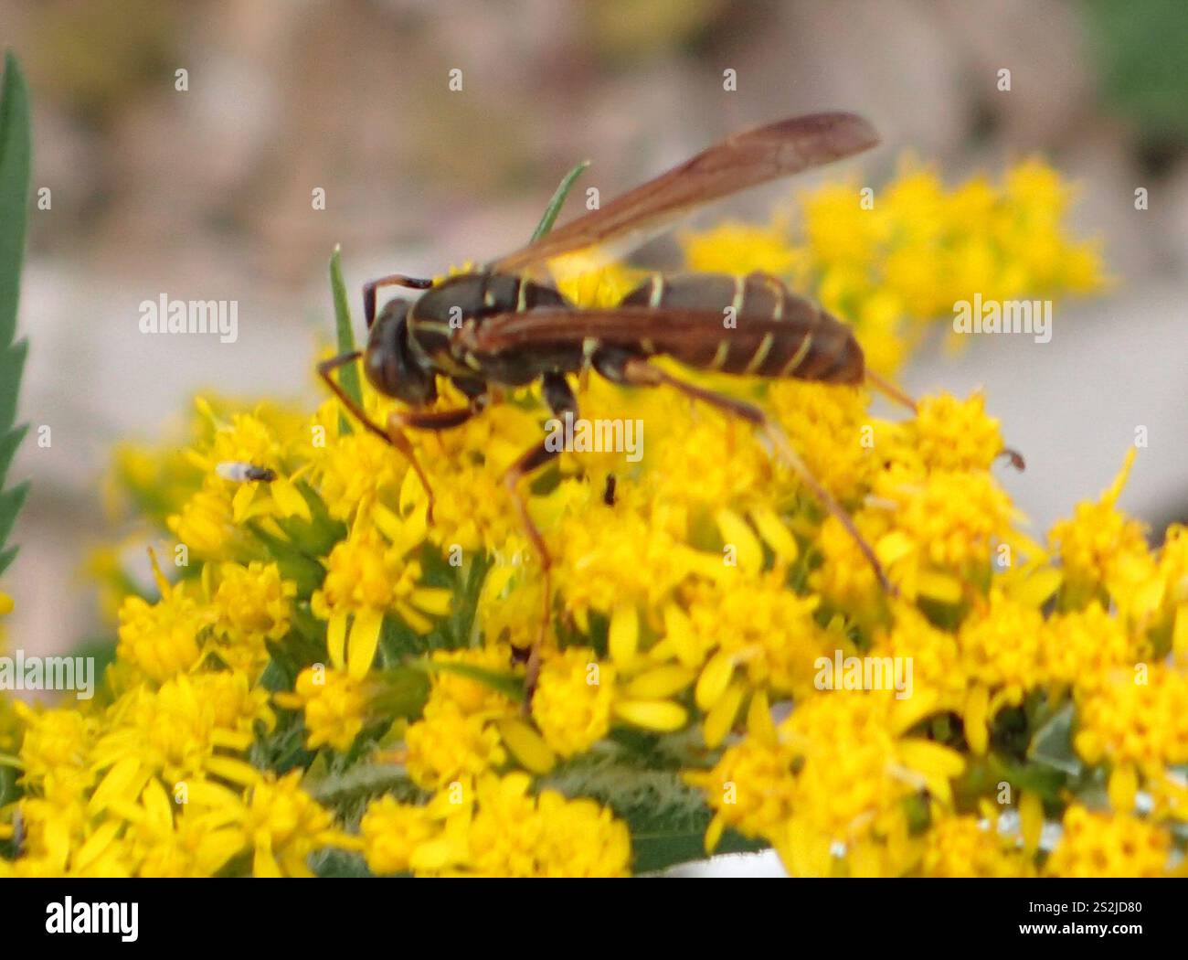 Northern Paper Wasp (Polistes fuscatus Stock Photo - Alamy