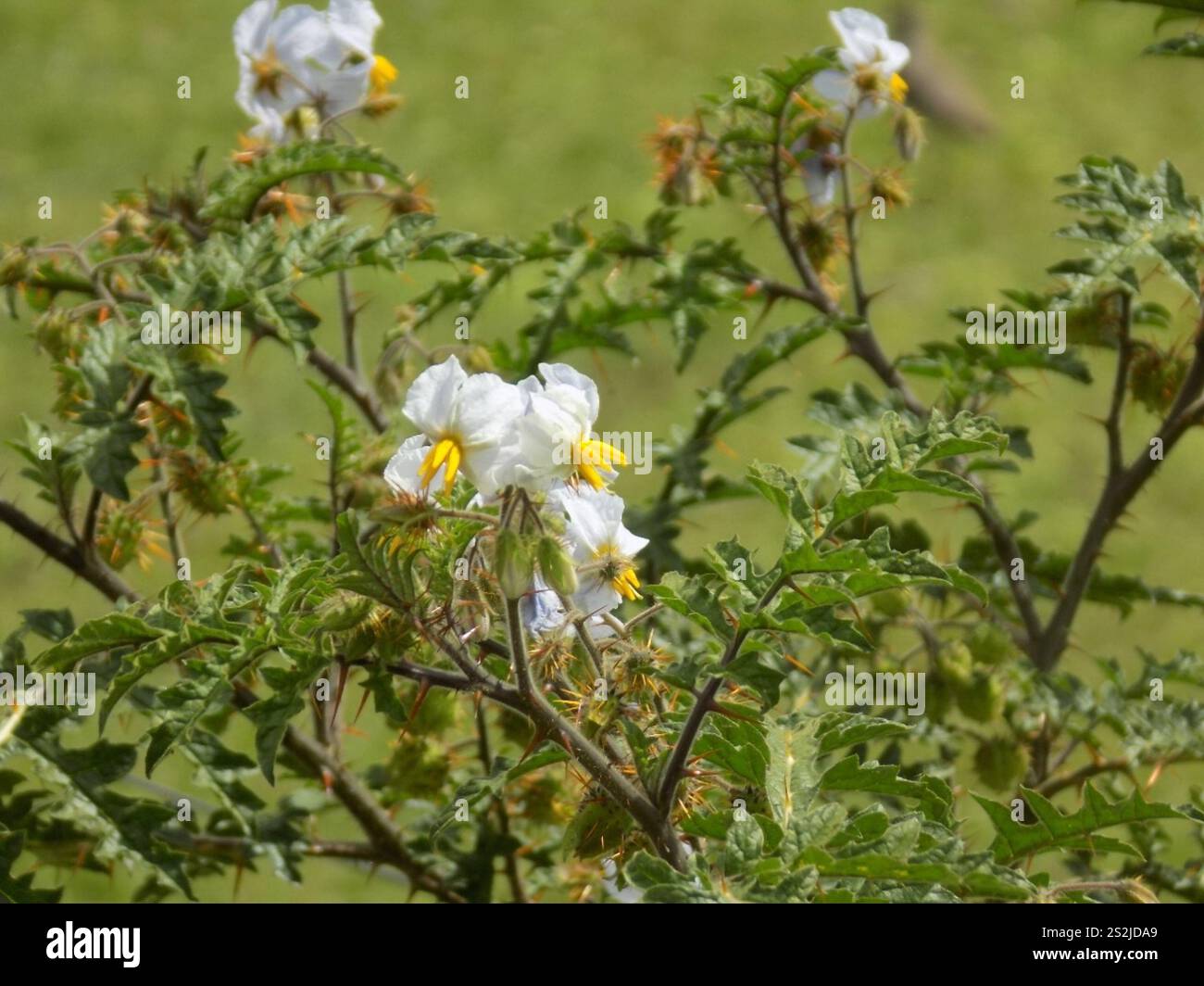 Red Buffalo-bur (Solanum sisymbriifolium Stock Photo - Alamy