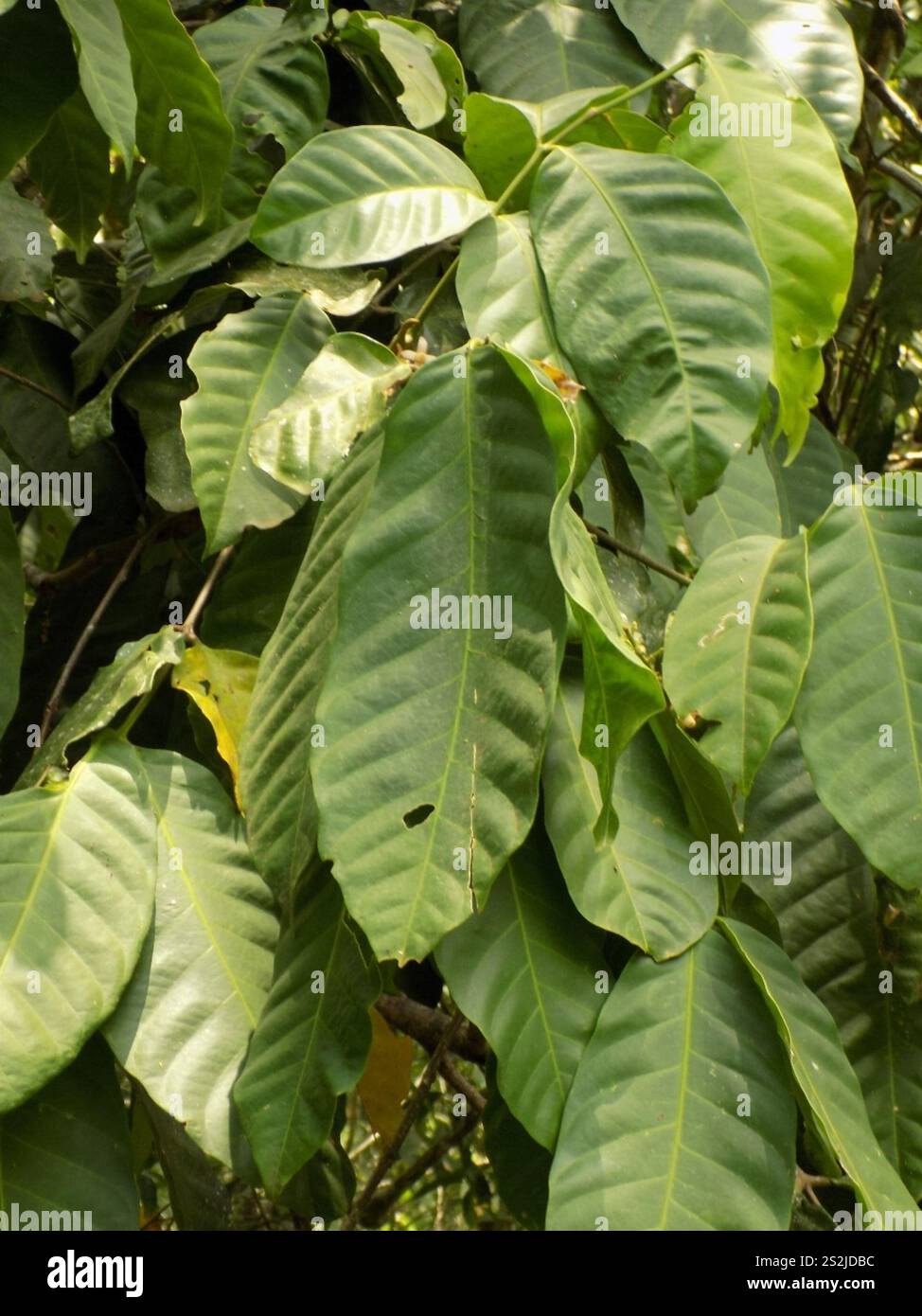 Muskwood hi-res stock photography and images - Alamy