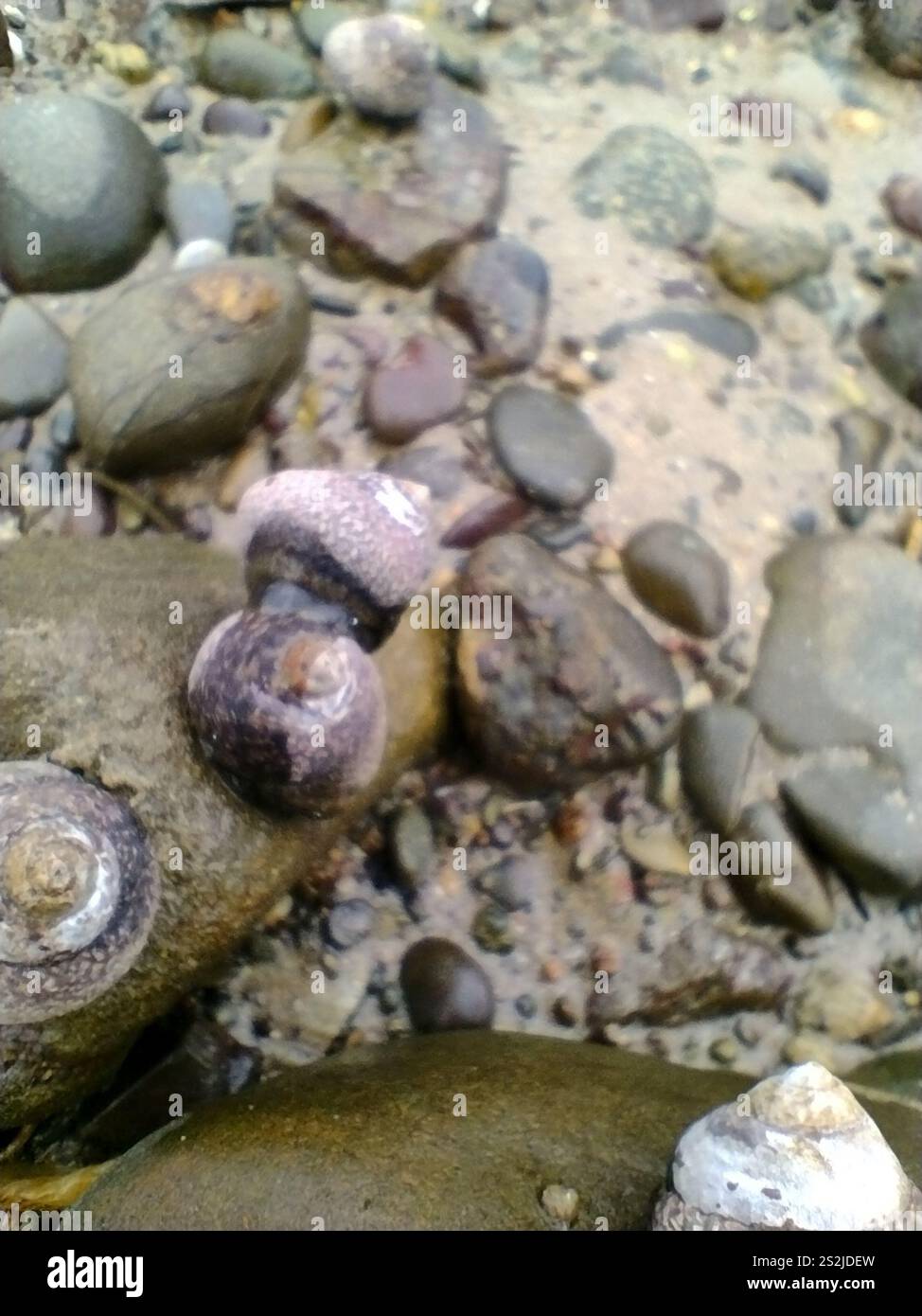Lined Top Shell (Phorcus lineatus Stock Photo - Alamy