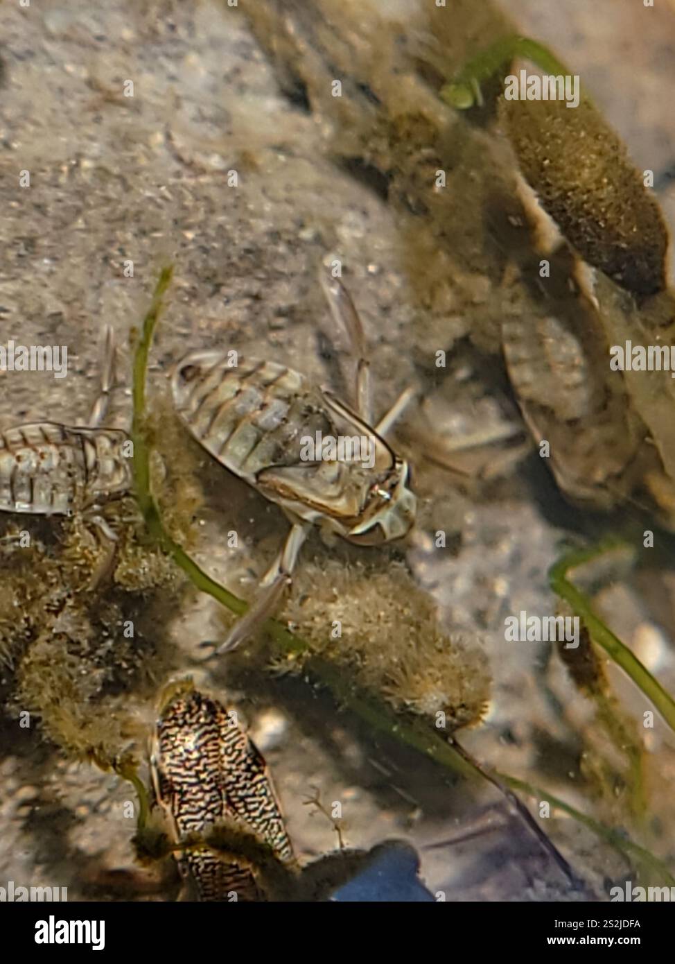 Water Boatmen (Corixidae Stock Photo - Alamy