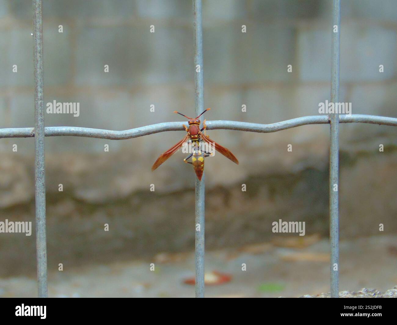 Variegated Paper Wasp (Polistes versicolor Stock Photo - Alamy