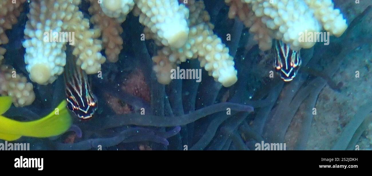 Yellowstriped Cardinalfish (Ostorhinchus cyanosoma Stock Photo - Alamy