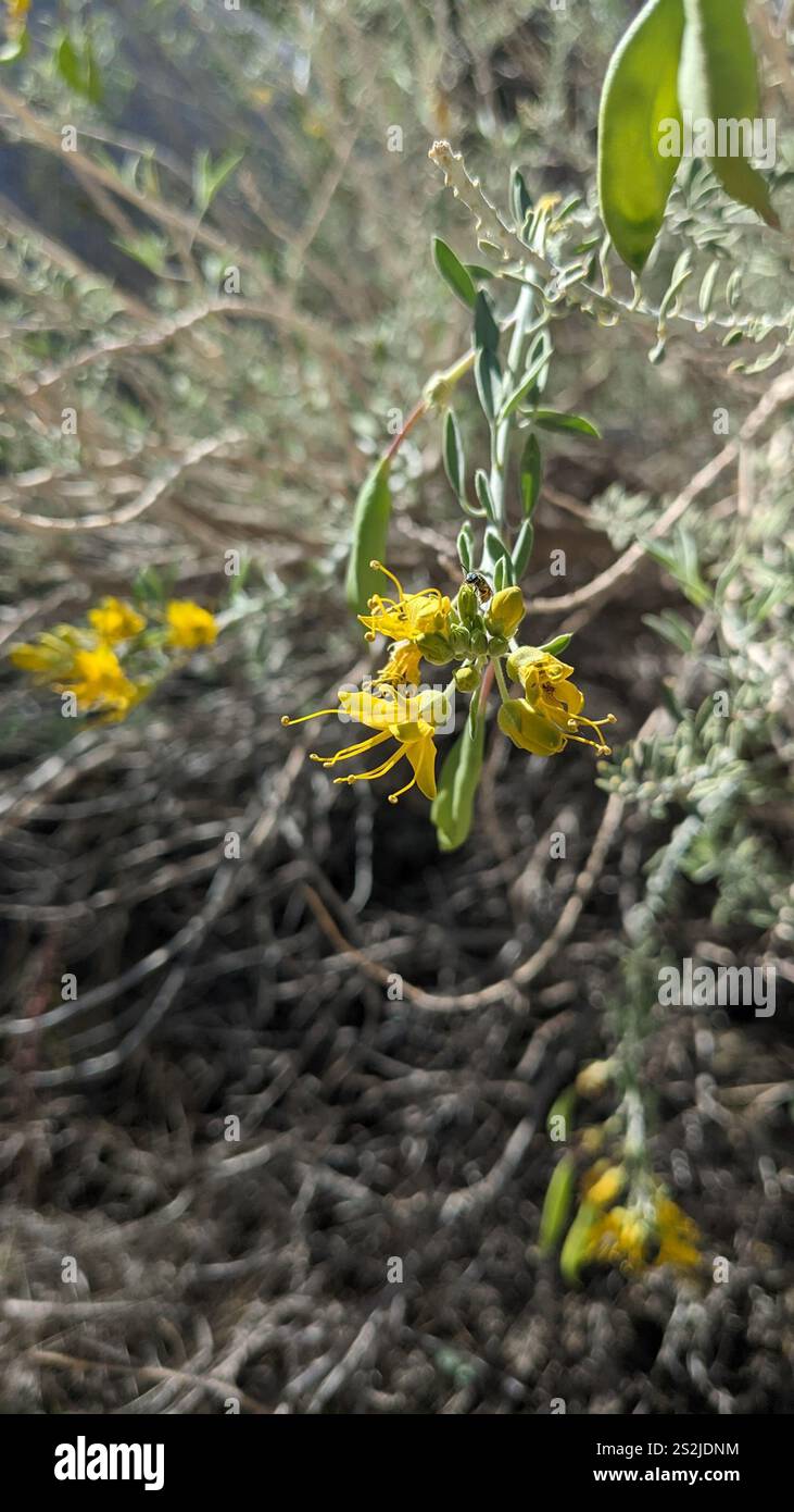 Bladderpod (Cleomella arborea Stock Photo - Alamy