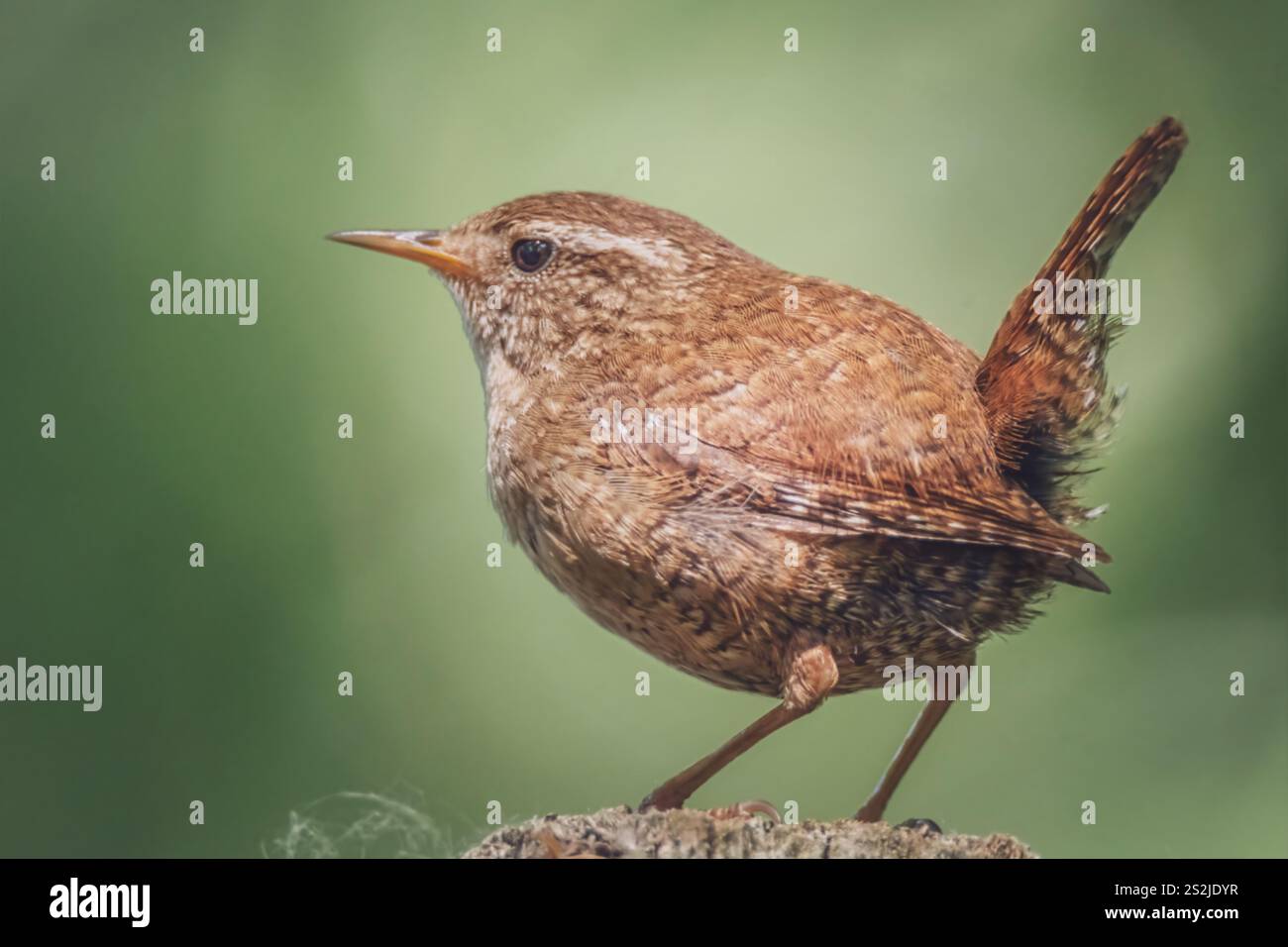 Wren close up beak hi-res stock photography and images - Alamy