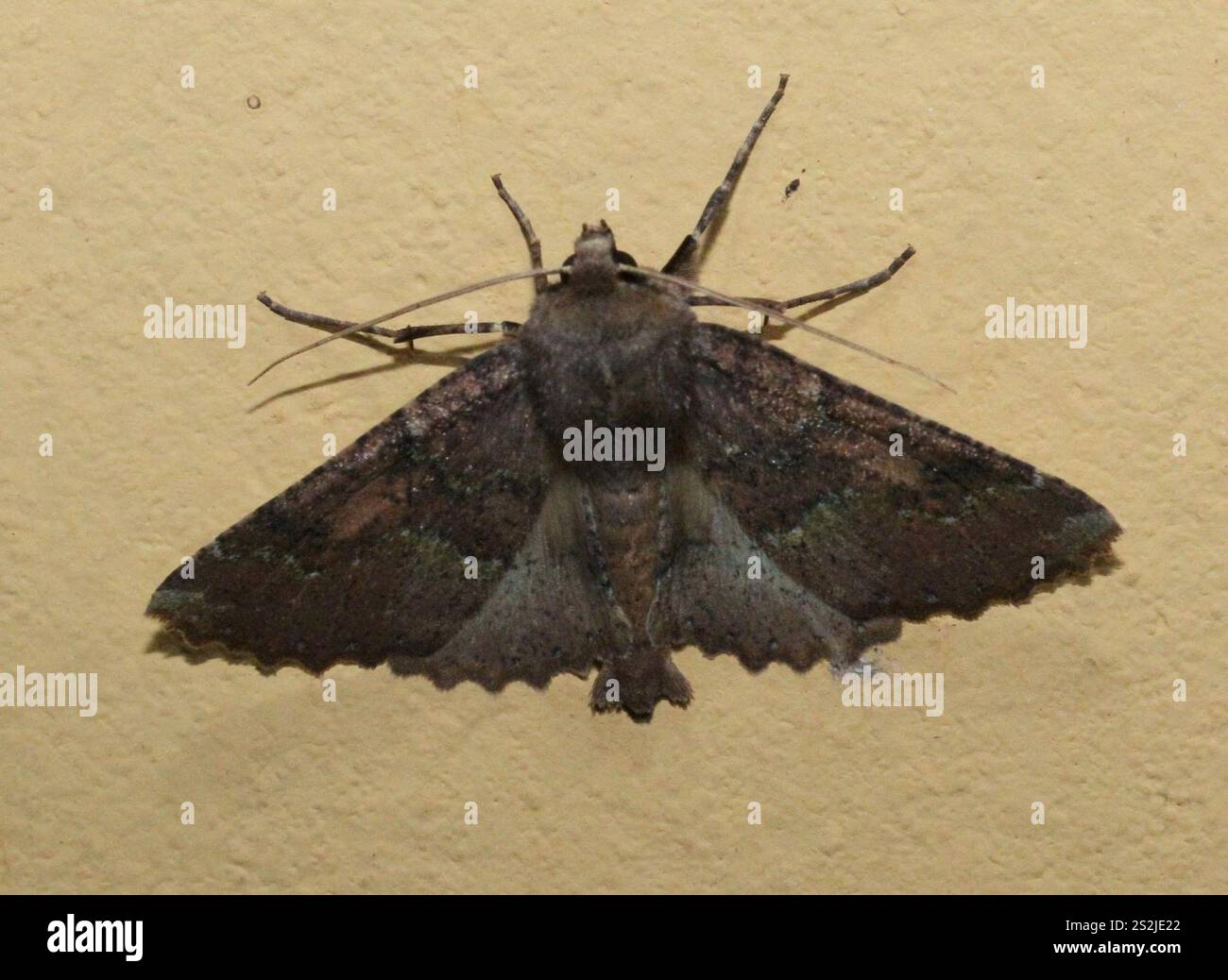 Geometer Moths (Geometridae Stock Photo - Alamy