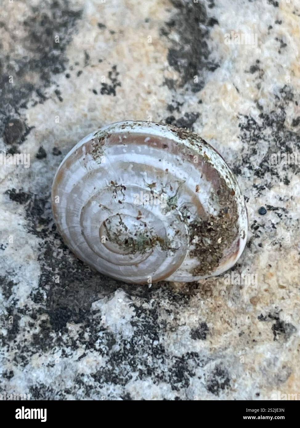 Milk Snail (Otala lactea Stock Photo - Alamy
